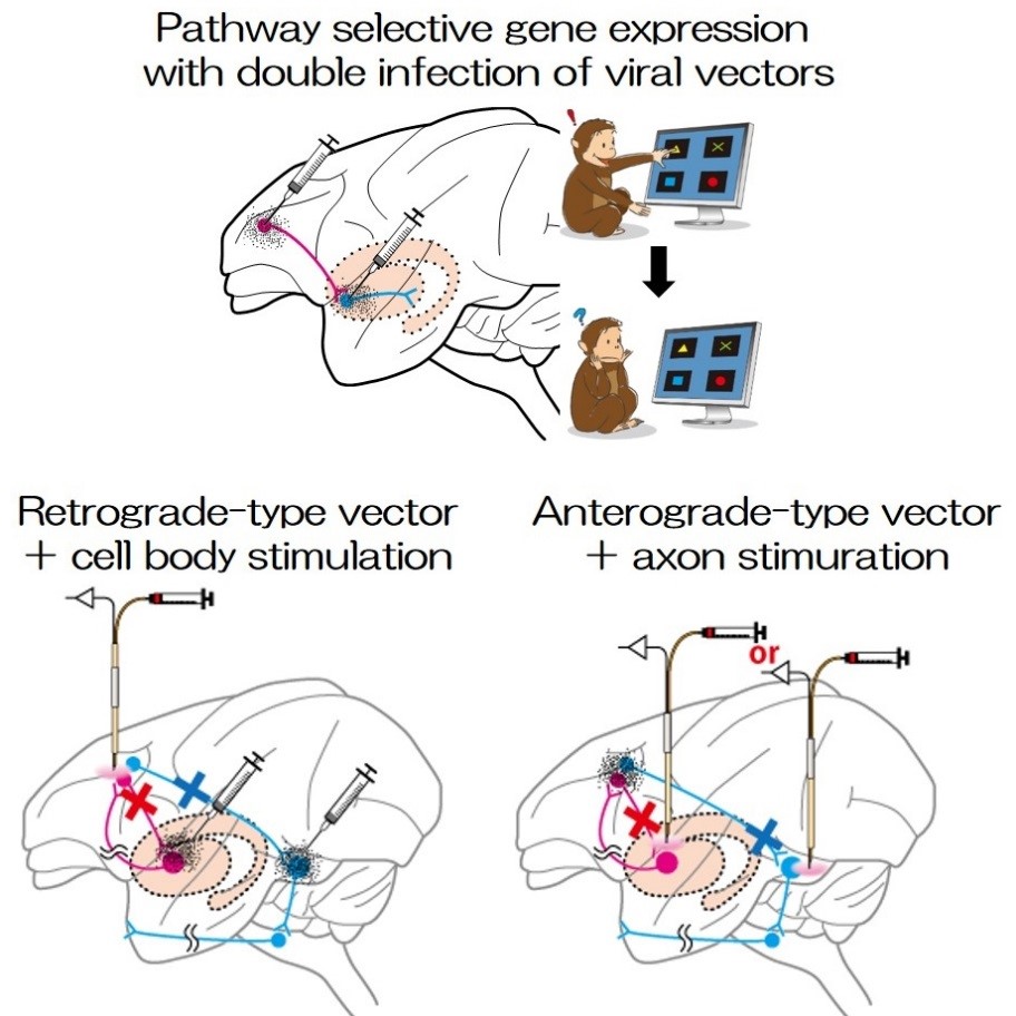 » Ken-ichi Inoue (Kyoto University)｜Mechanisms underlying the ...