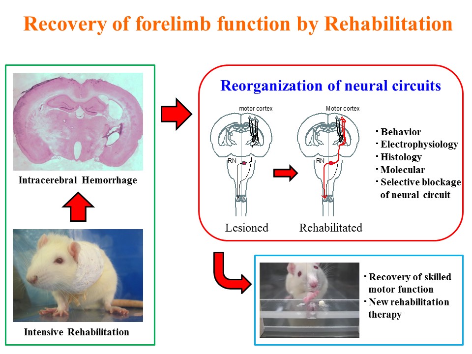 Mechanisms underlying the functional shift of brain neural circuitry ...